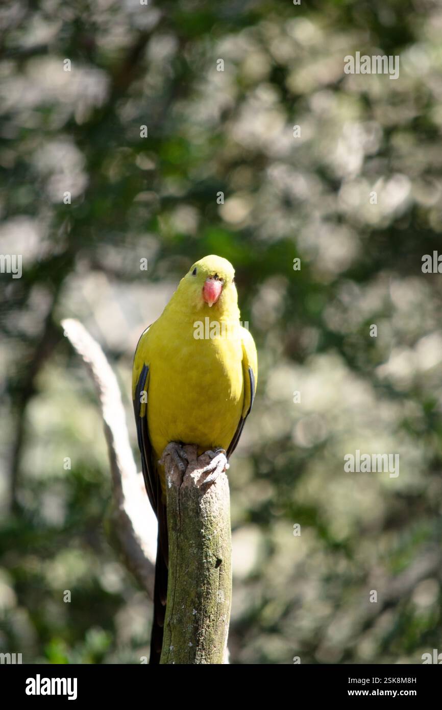 The female regent parrot is all light green. It has yellow shoulder ...