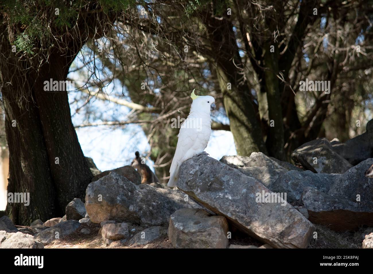 The sulphur crested cockatoo is a white bird with a yellow crest Stock ...
