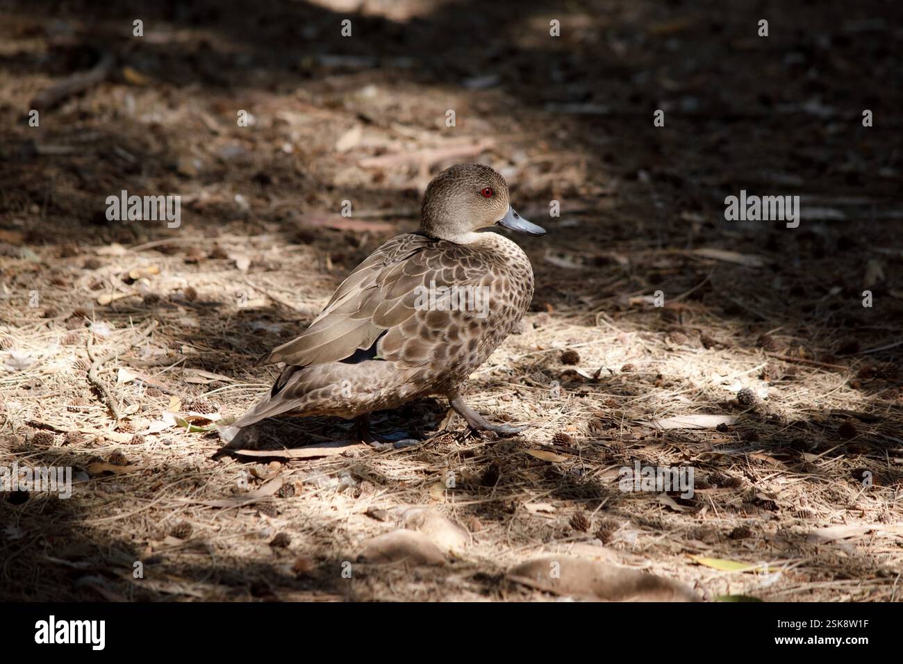 the female teal duck has dark brown feathers edged in tan with a black ...
