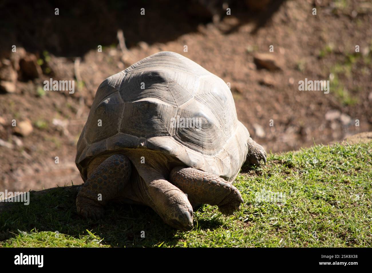 Aldabras Tortoises are one of the world's largest land tortoises Stock ...