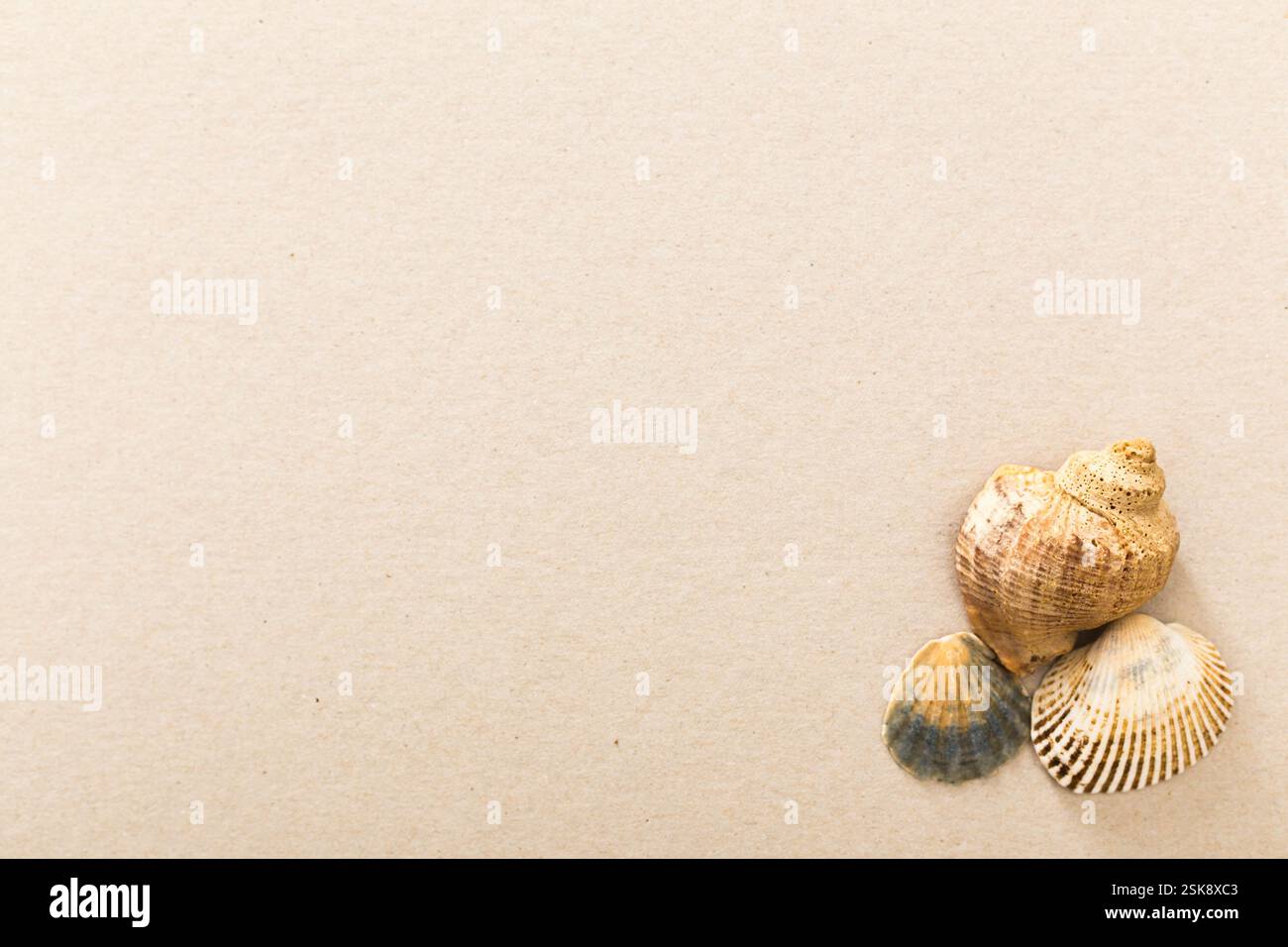 Seashells arranged on a plain background showcasing their natural ...