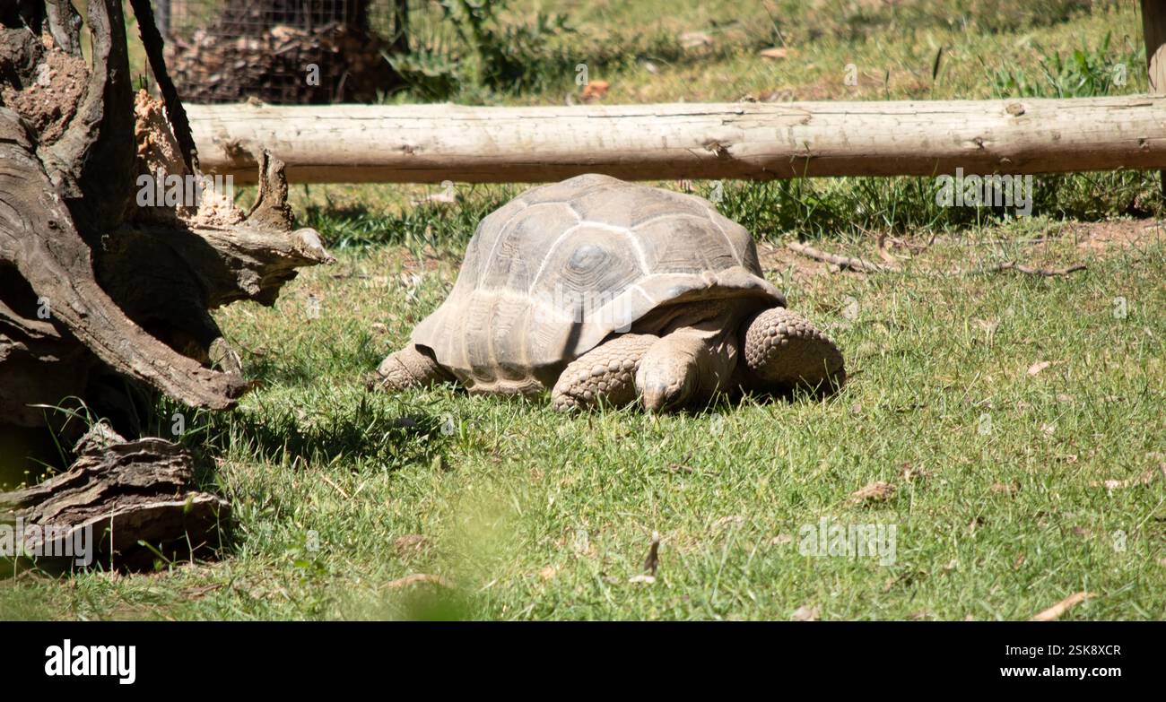 Aldabras Tortoises are one of the world's largest land tortoises Stock ...