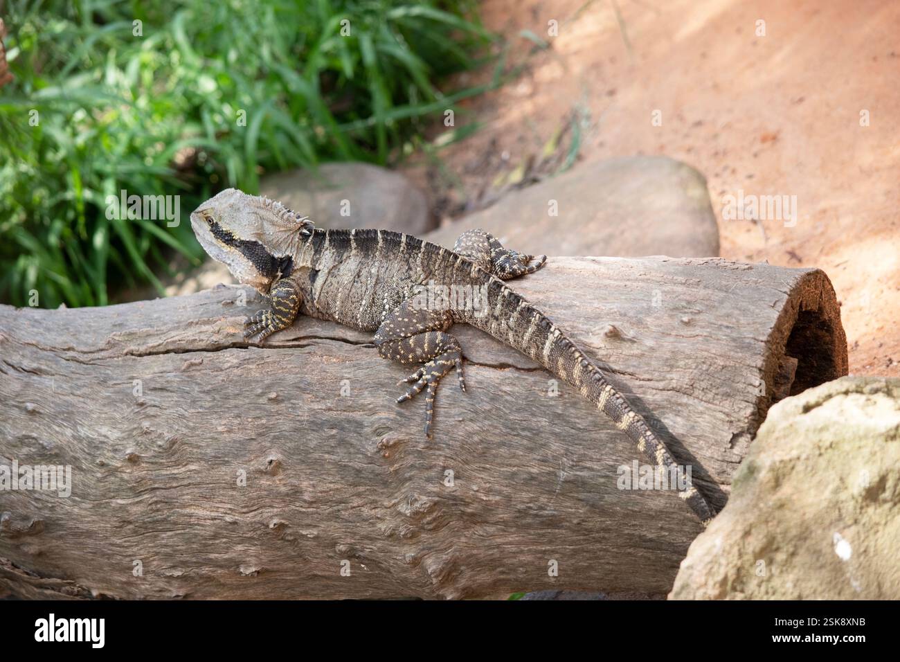 The Water Dragon can be identified by a distinctively deep angular head ...