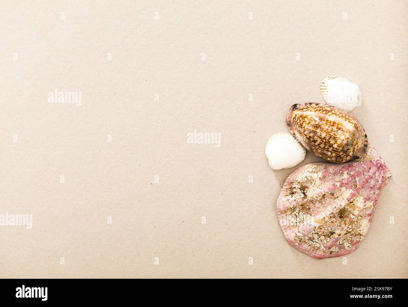 Colorful sea shells arranged artistically on a neutral background for ...