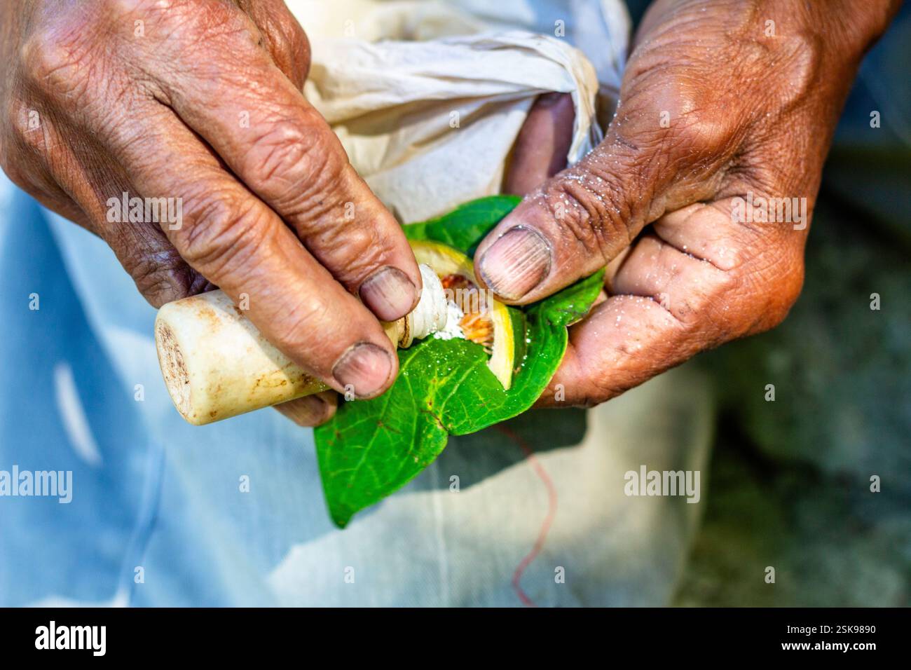 Close-up of hands preparing betel nut leaves, areca nut, and lime for ...