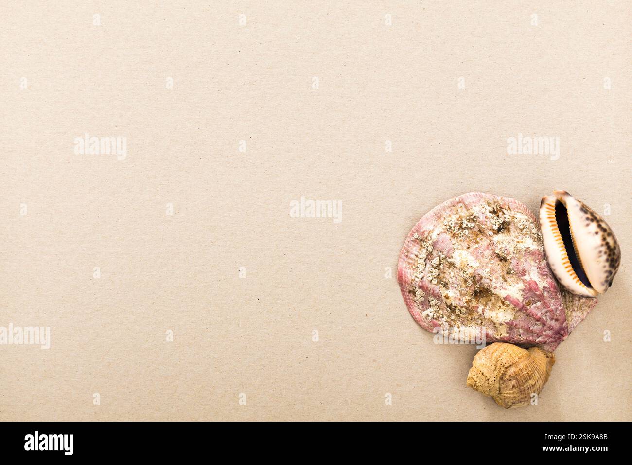 Colorful seashells on a smooth beige background showcasing coastal ...