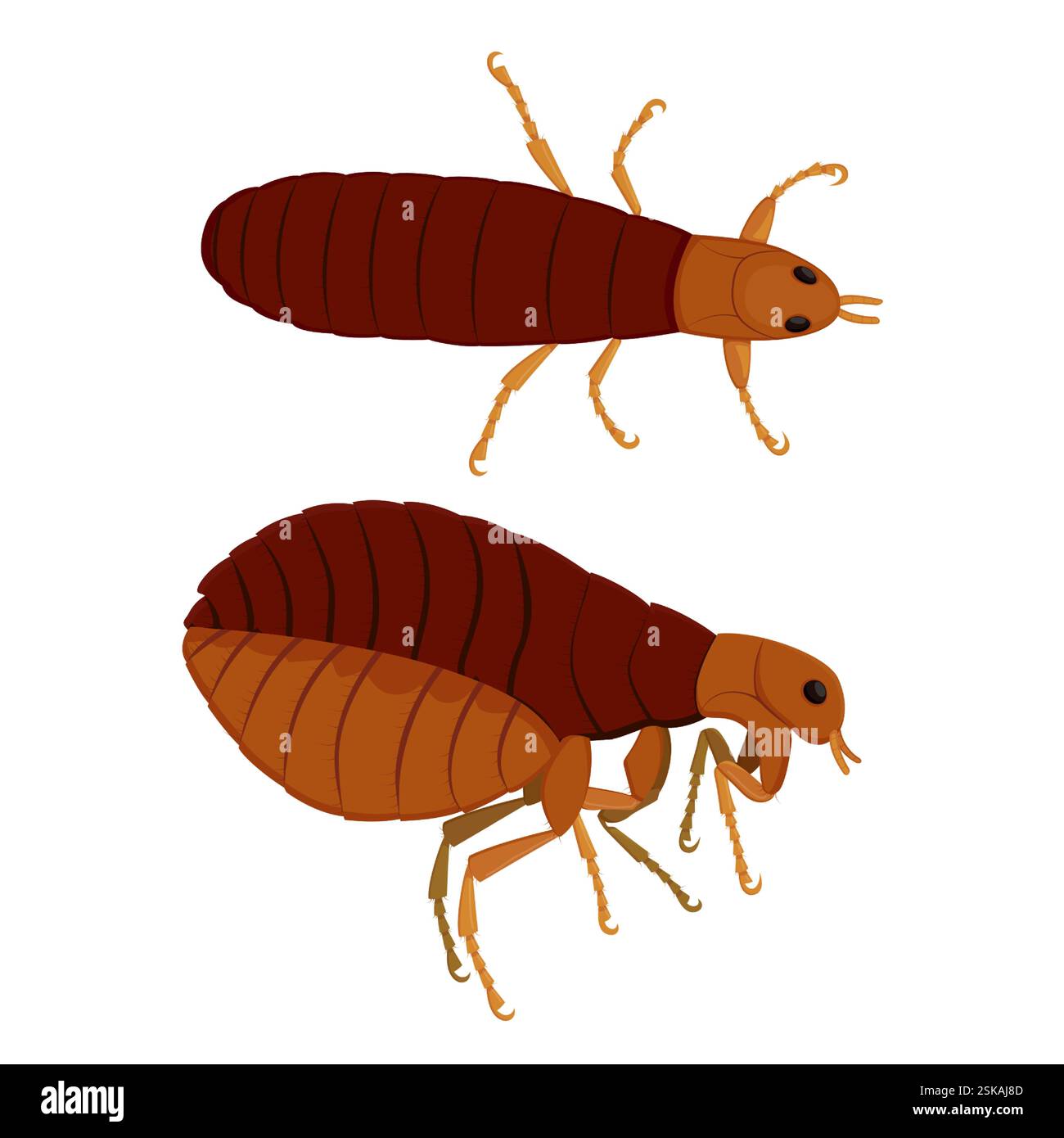 Flea insect pest parasite in top and side positions Stock Vector Image ...