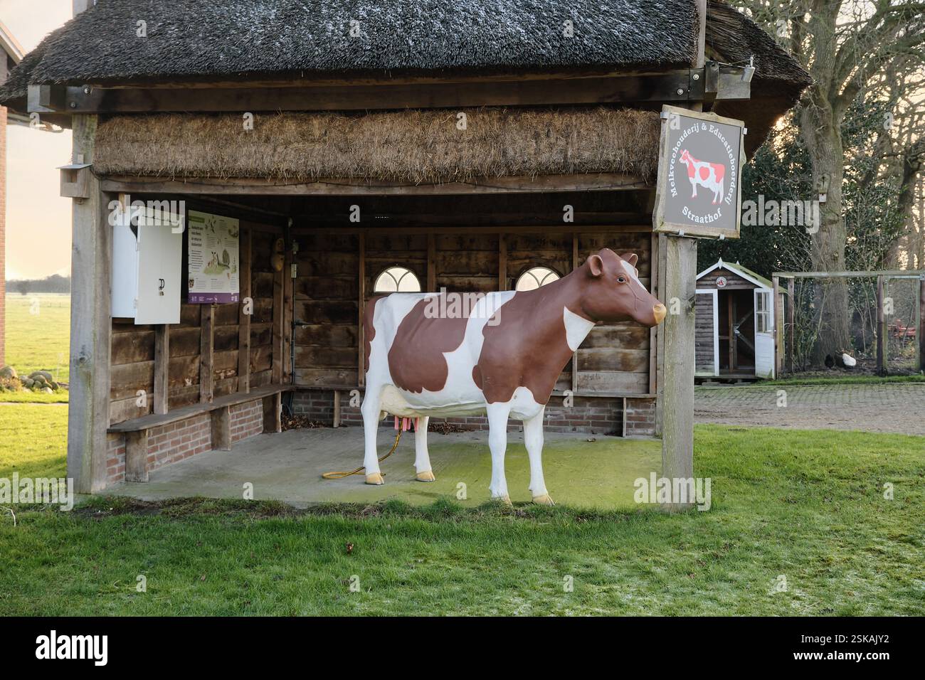 February 2, 2025 - Echten, Netherlands: A life-sized cow statue stands ...