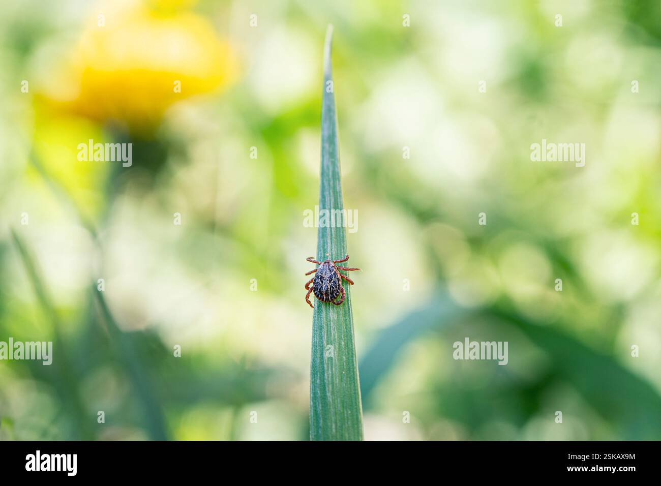 Encephalitis Infected Tick Insect on Green Grass in the sunshine of ...