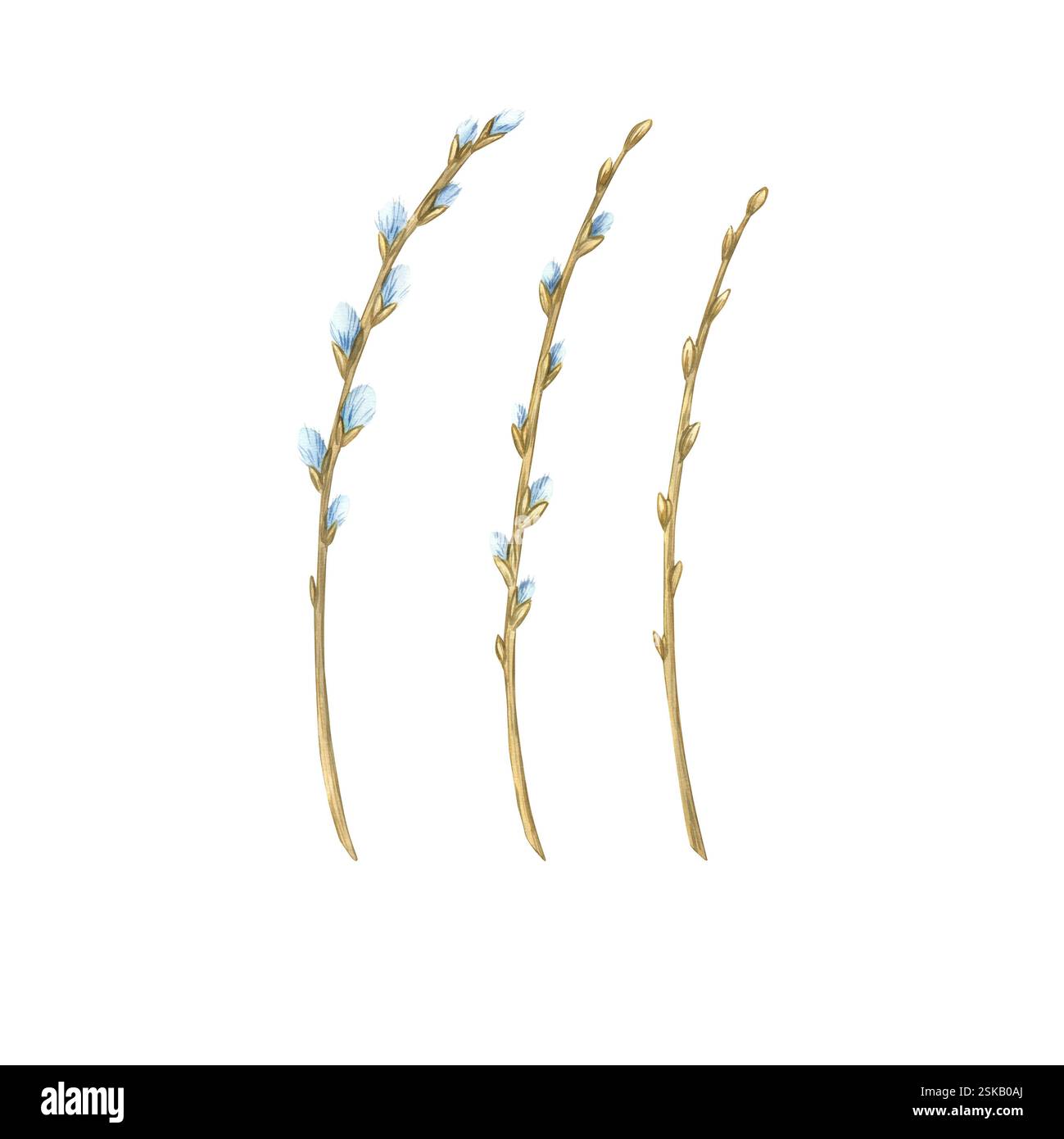 Watercolor willow twigs with flowers, isolated clip art on a white ...