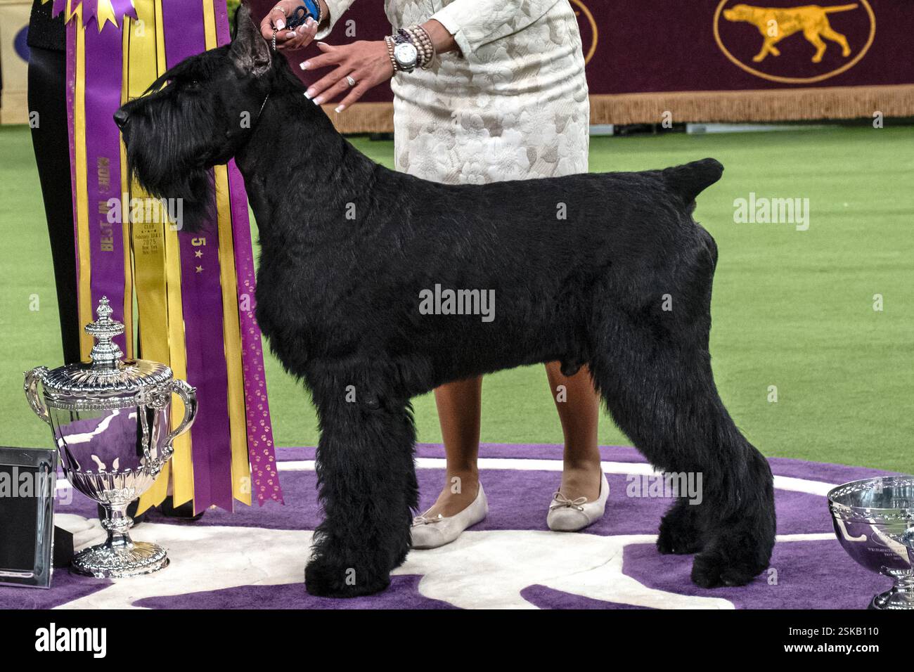 Monty, the Giant Schnauzer wins Best in Show with handler Kate Bernadin ...