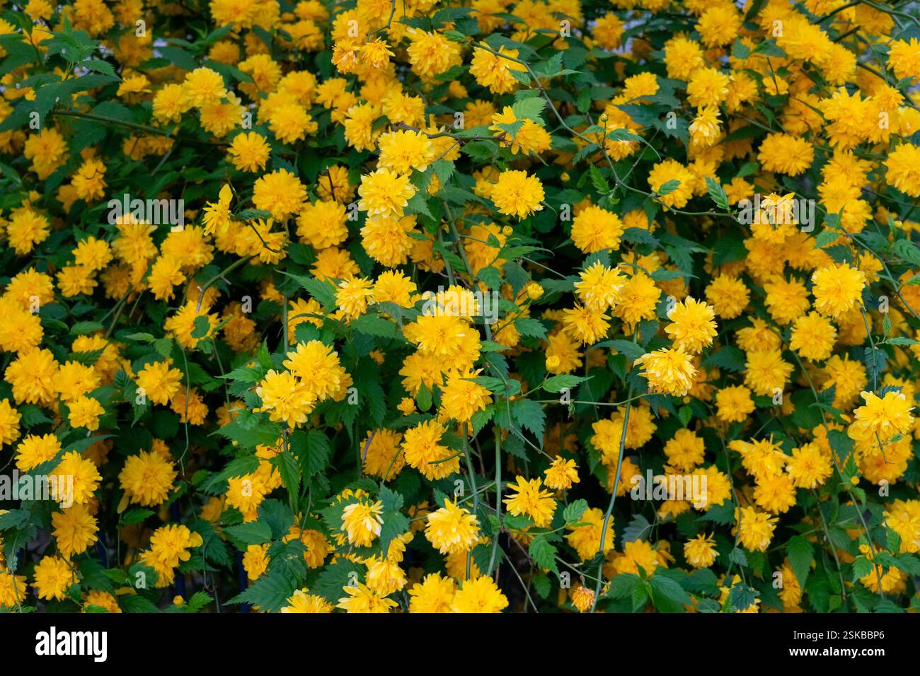 A vibrant display of bright yellow flowers fills the garden, creating a ...