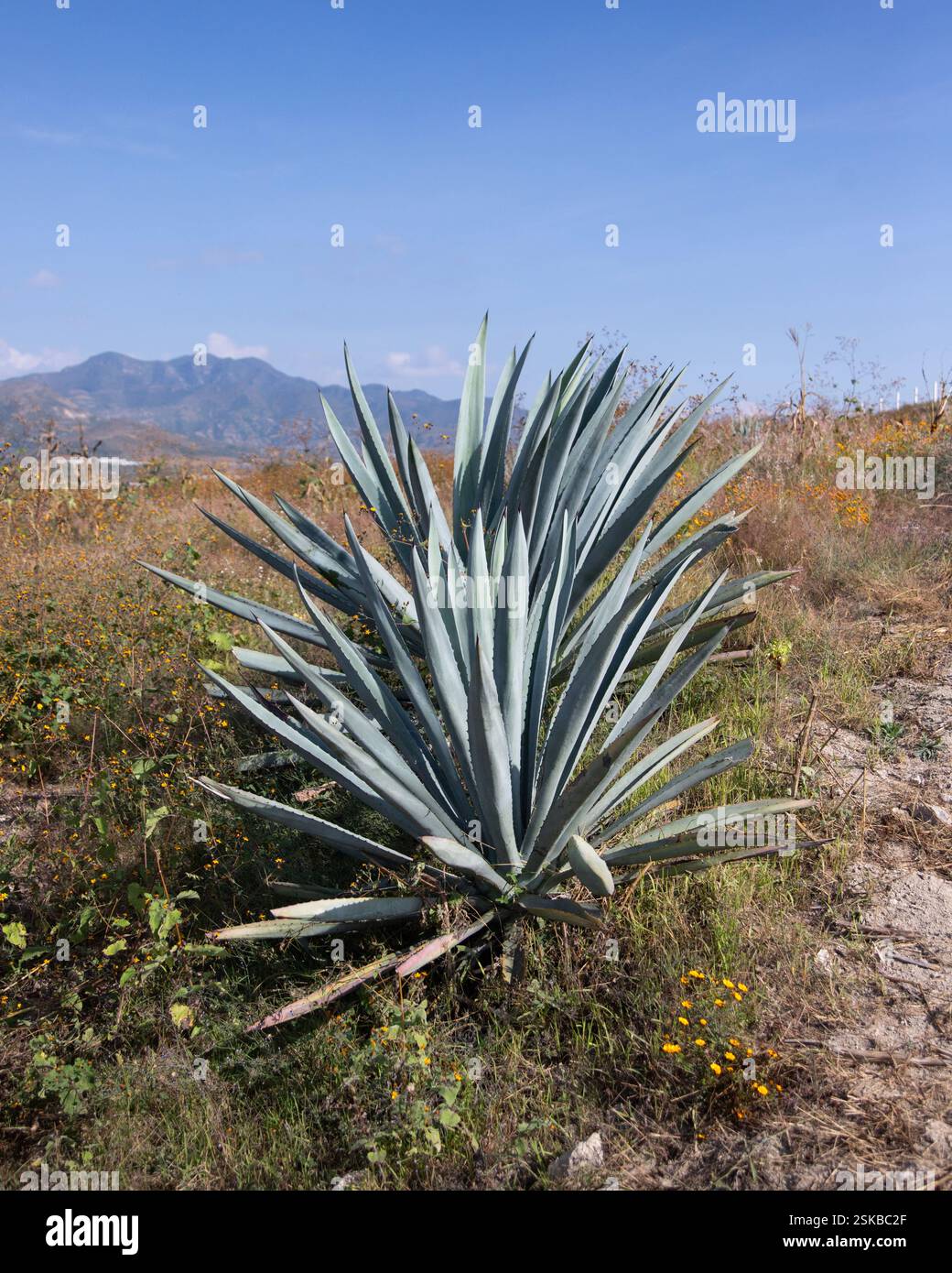 Wild agave maguey plants on an organic plantation for the production of ...