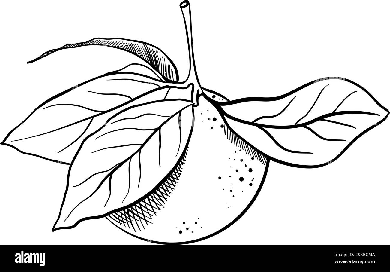 Mandarin line skeych vector illustration. Hand drawn outline whole ...