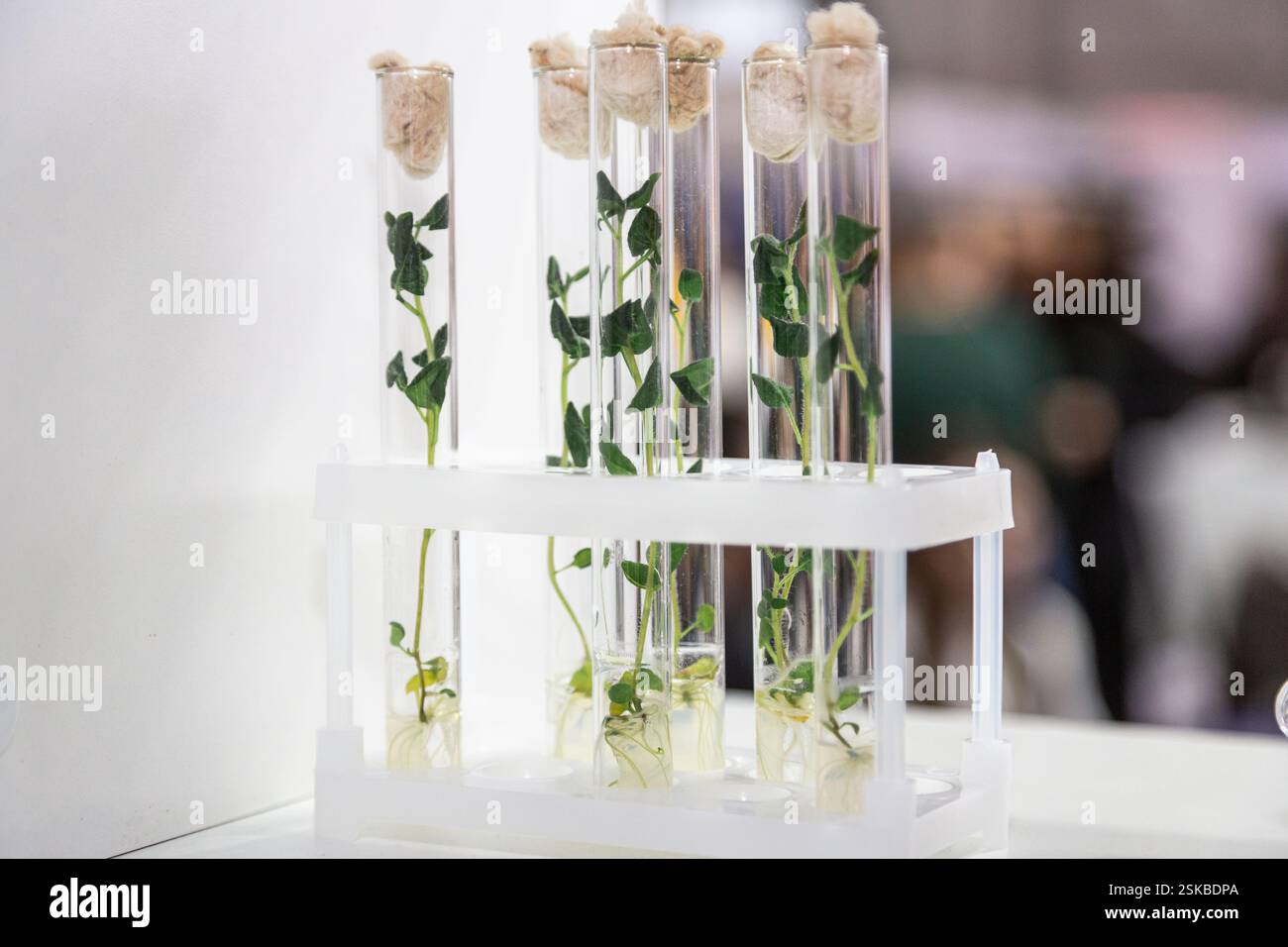 in vitro collection of transgenic potato plant and original varieties ...