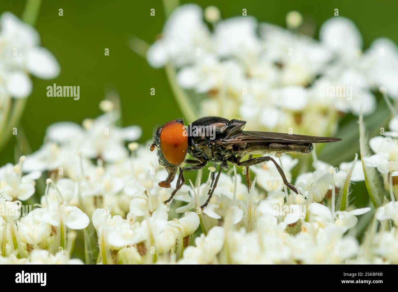 European hoverfly - Chrysogaster solstitialis, beautiful fly with red ...