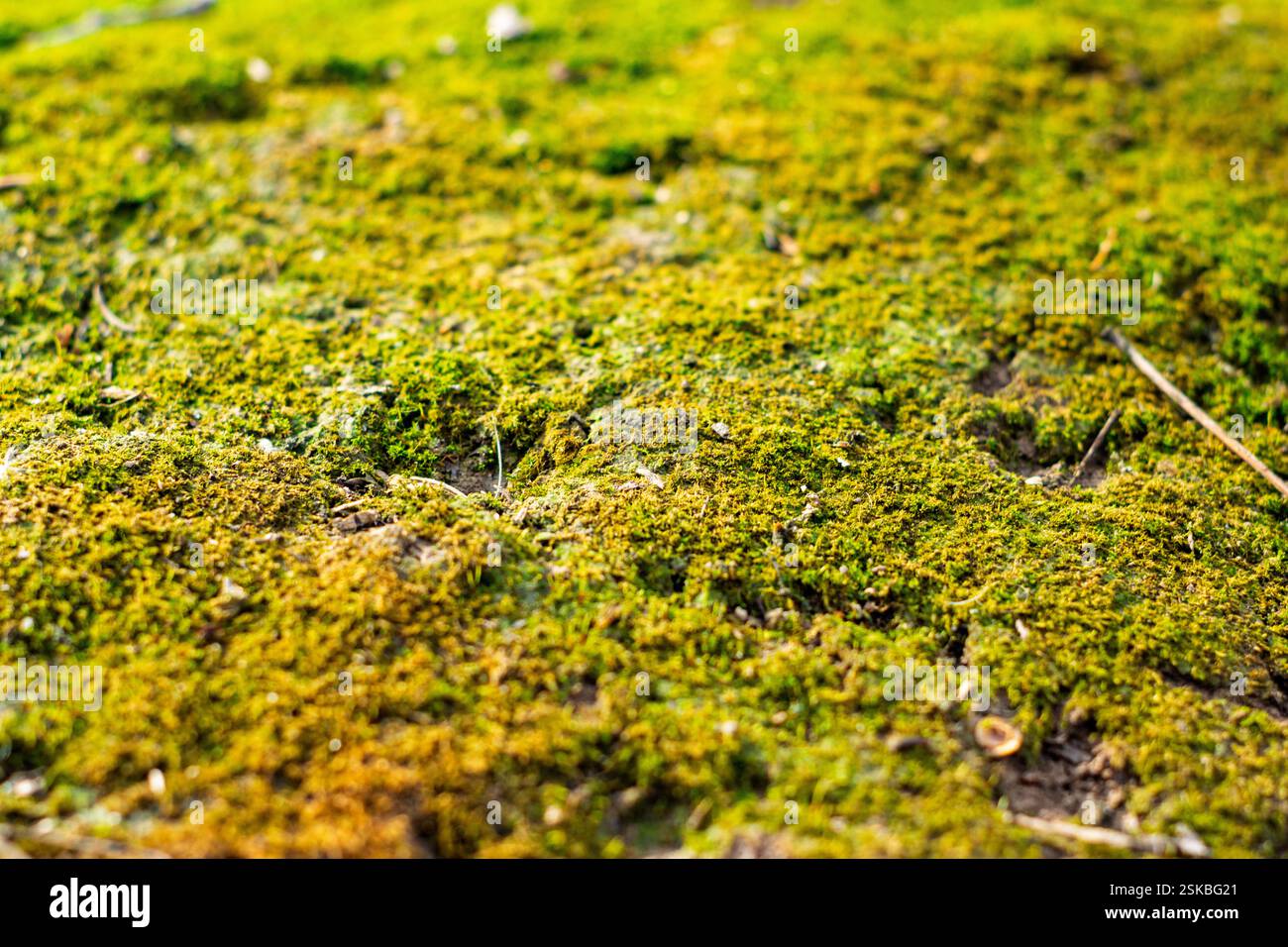 Lush green moss blankets hi-res stock photography and images - Alamy