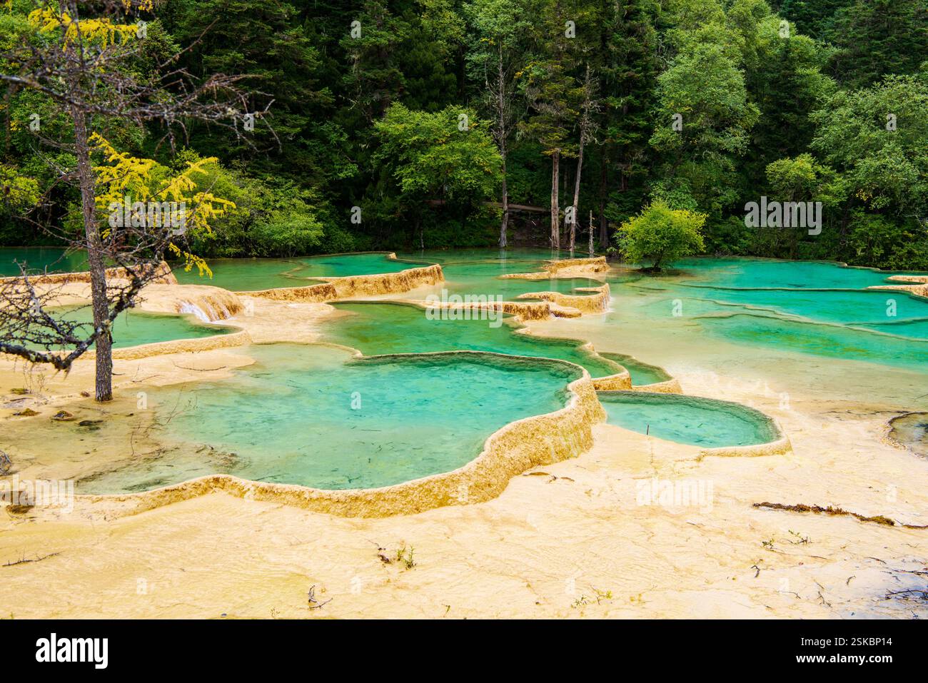 Sichuan Huanglong Yaochi and Spruce Forest Stock Photo - Alamy