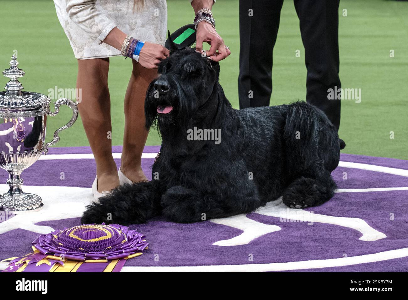 Monty, the Giant Schnauzer wins Best in Show with handler Kate Bernadin ...