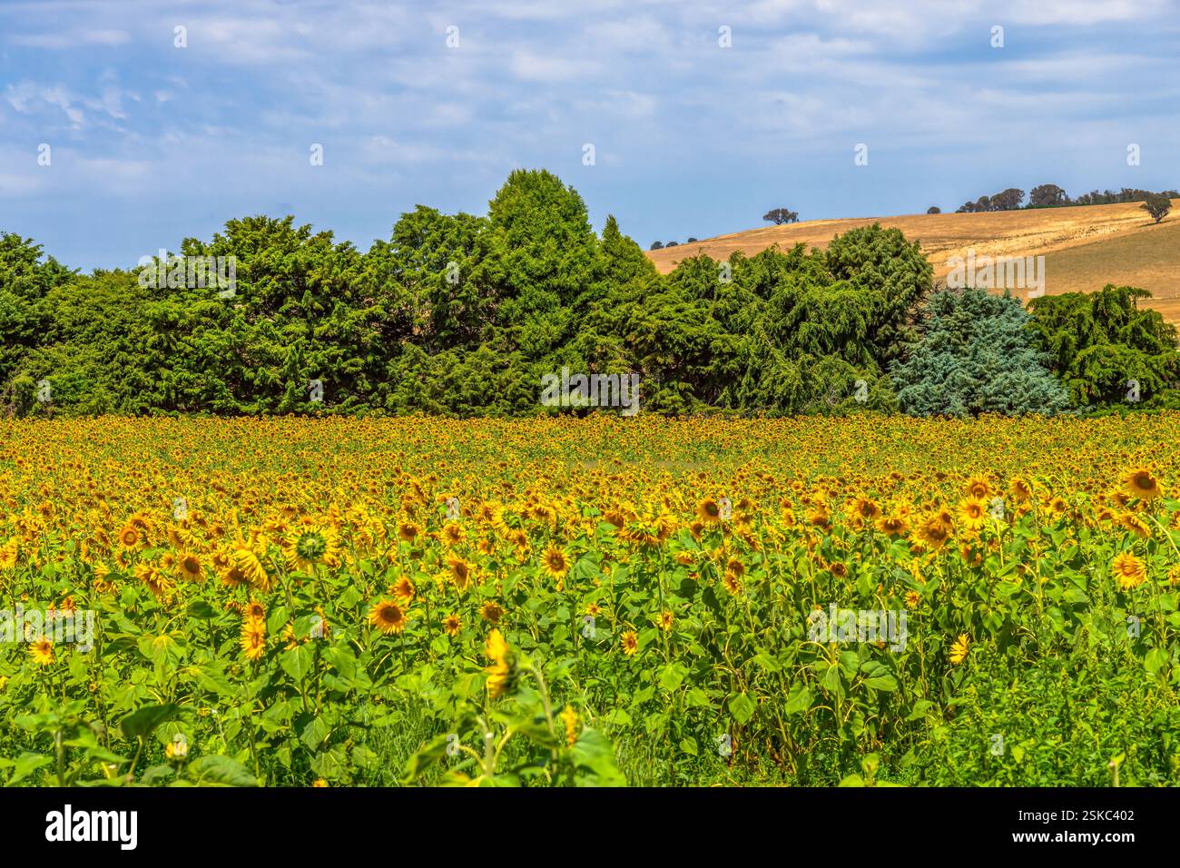 Big, bold and beautiful sunflowers on a farm at Hobbys Yards, Central ...