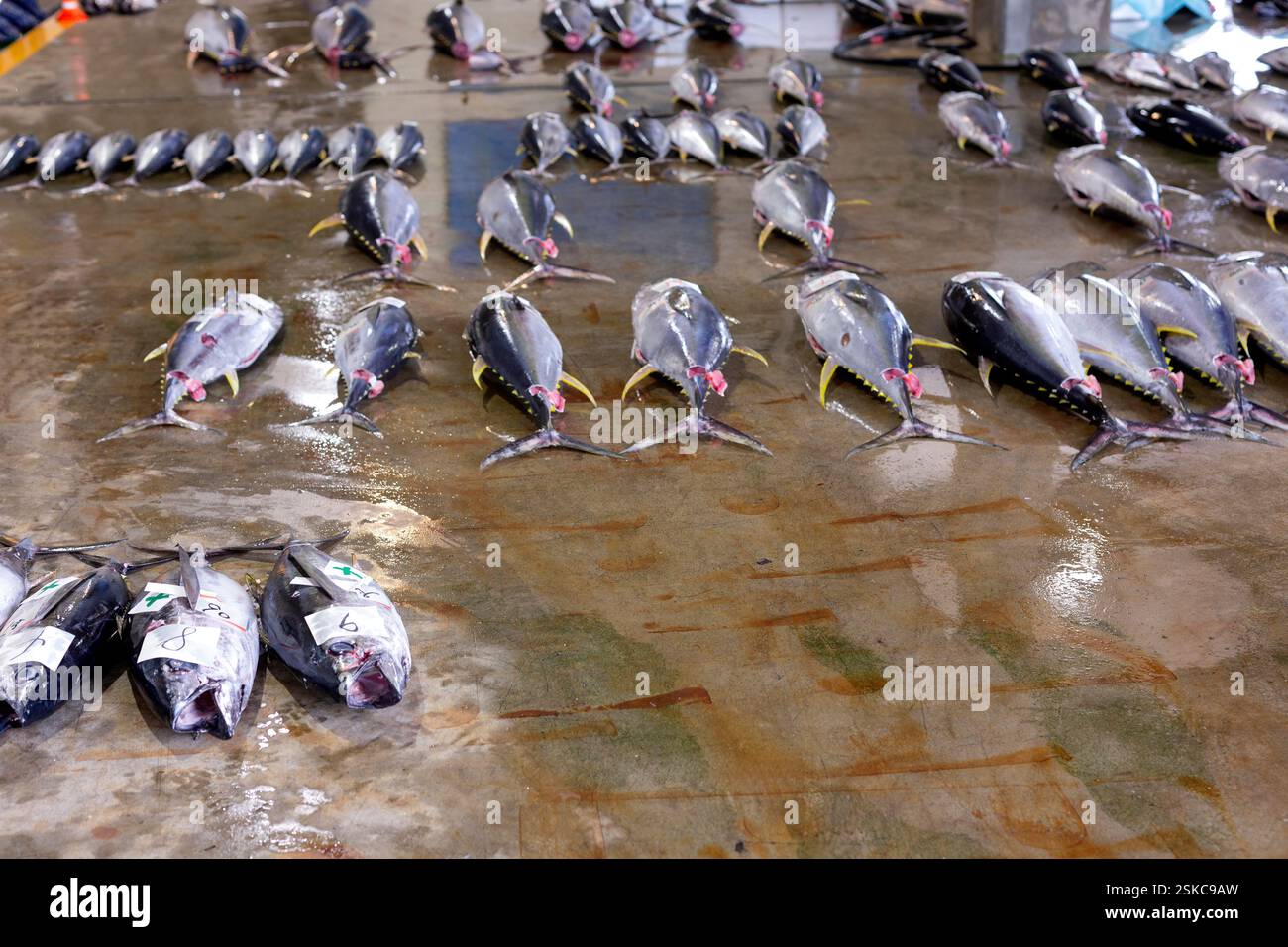 Tuna fish lined-up on the wet floor for auction in the fish market in ...