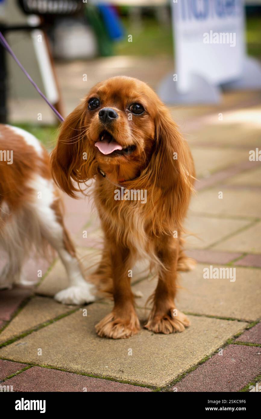 Little purebred cavalier king hi-res stock photography and images - Alamy