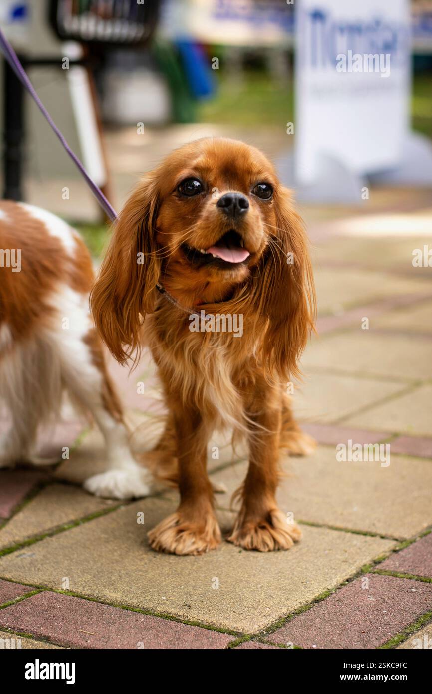 Cavalier King Charles Spaniel dog ruby color outdoor portrait Stock ...