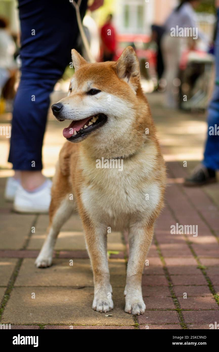 Shiba inu on leash hi-res stock photography and images - Alamy