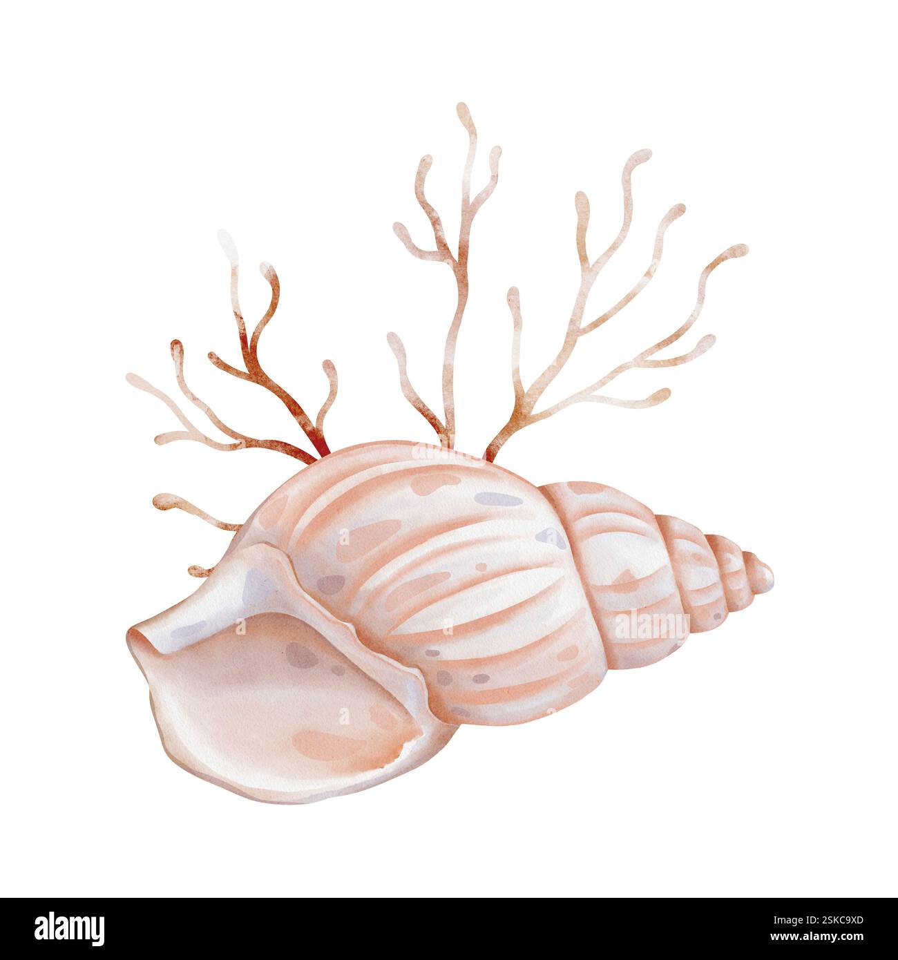 Watercolor composition of Seashell and Seaweed. hand drawn illustration ...