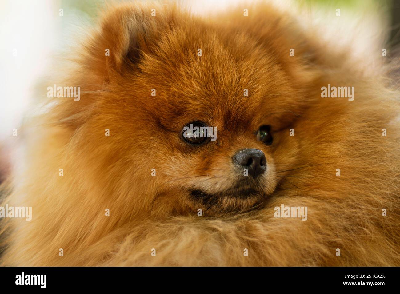 Ginger miniature spitz dog hi-res stock photography and images - Alamy