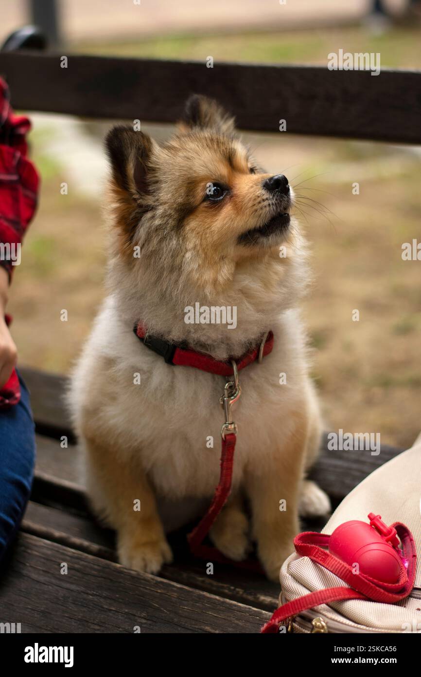 German spitz dog hi-res stock photography and images - Alamy