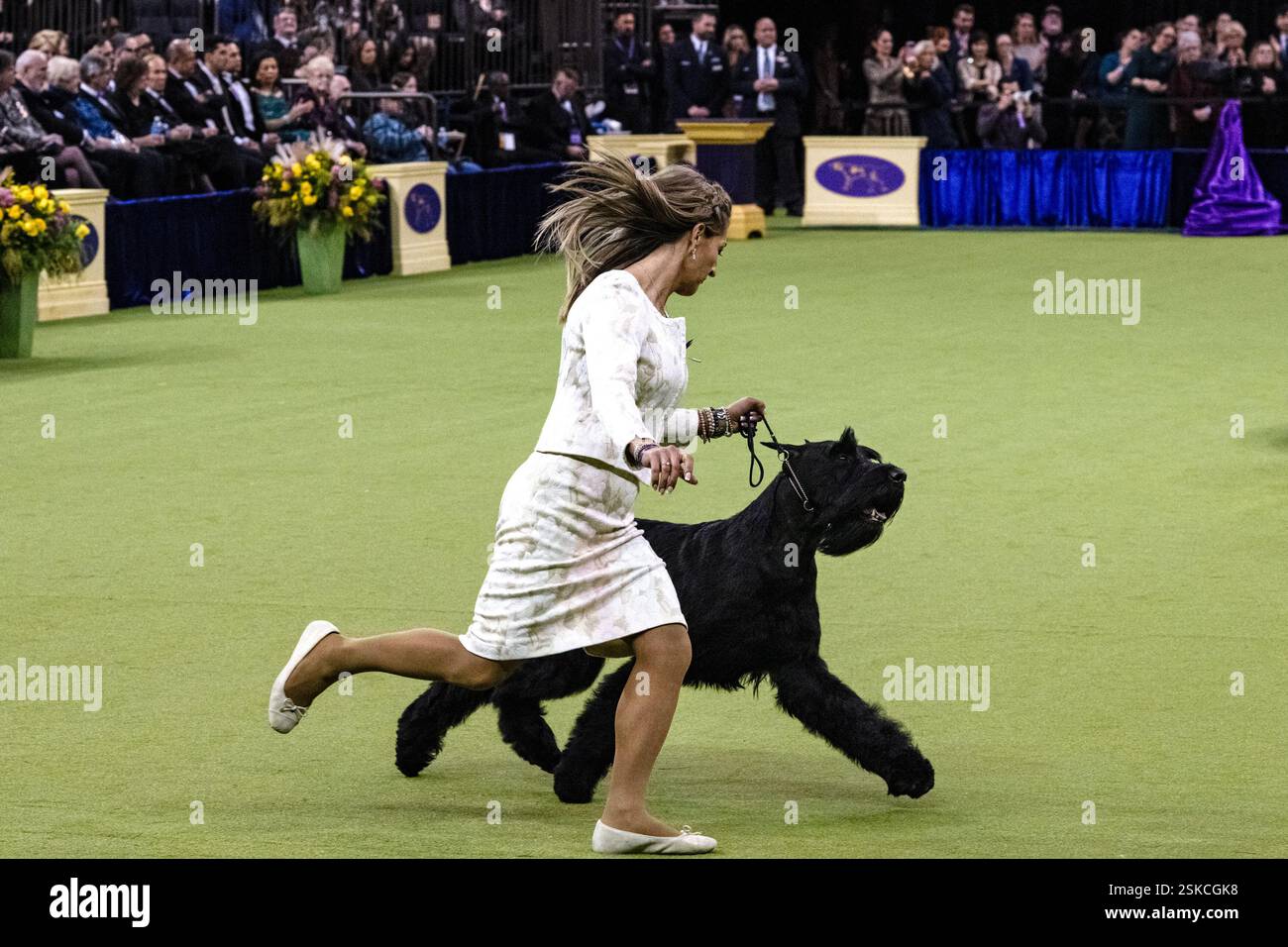 Monty, the Giant Schnauzer wins Best in Showcompetes at The 2025 ...