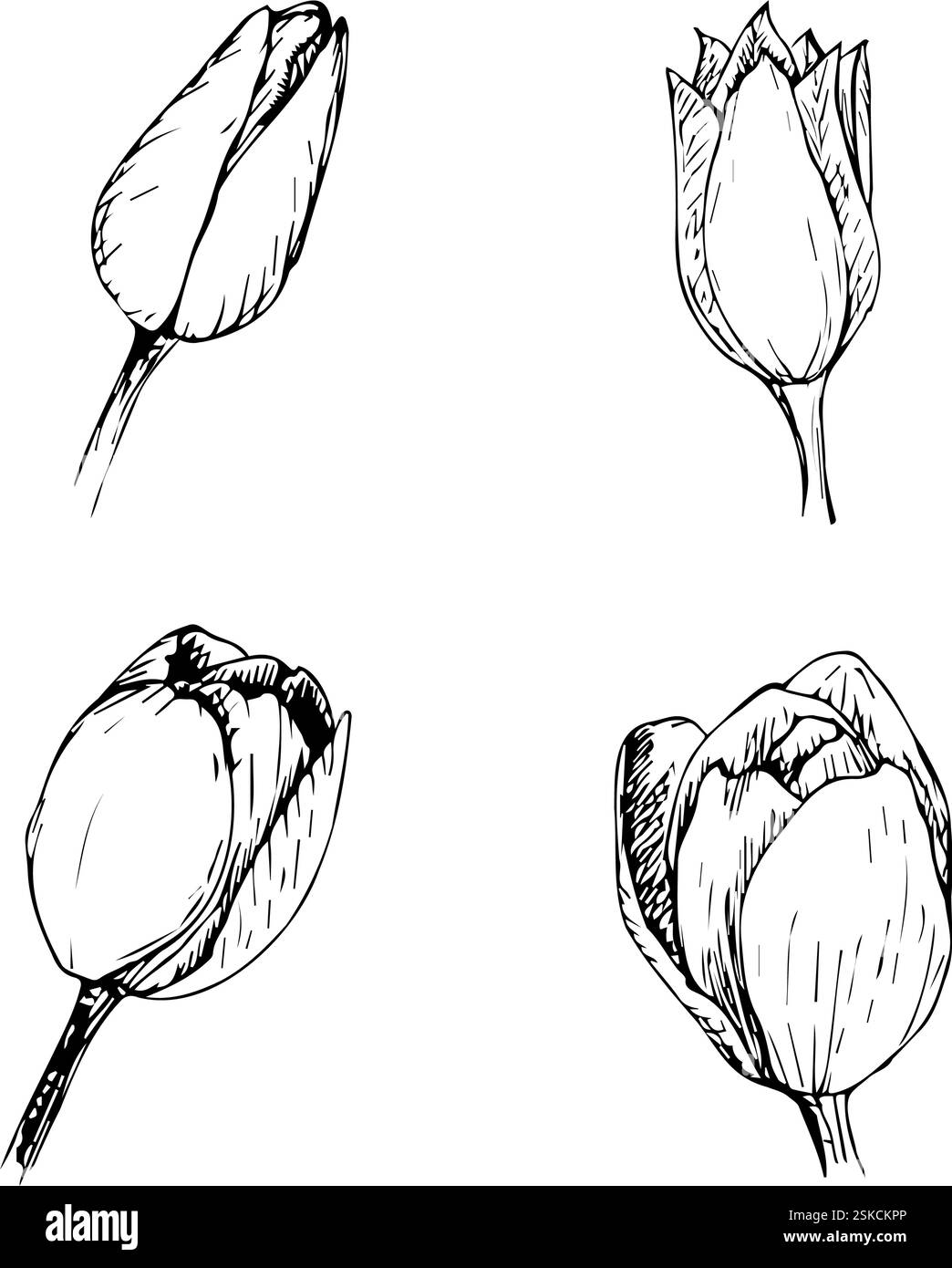 Hand-drawn set of tulip buds. Vector illustration in black ink on a ...