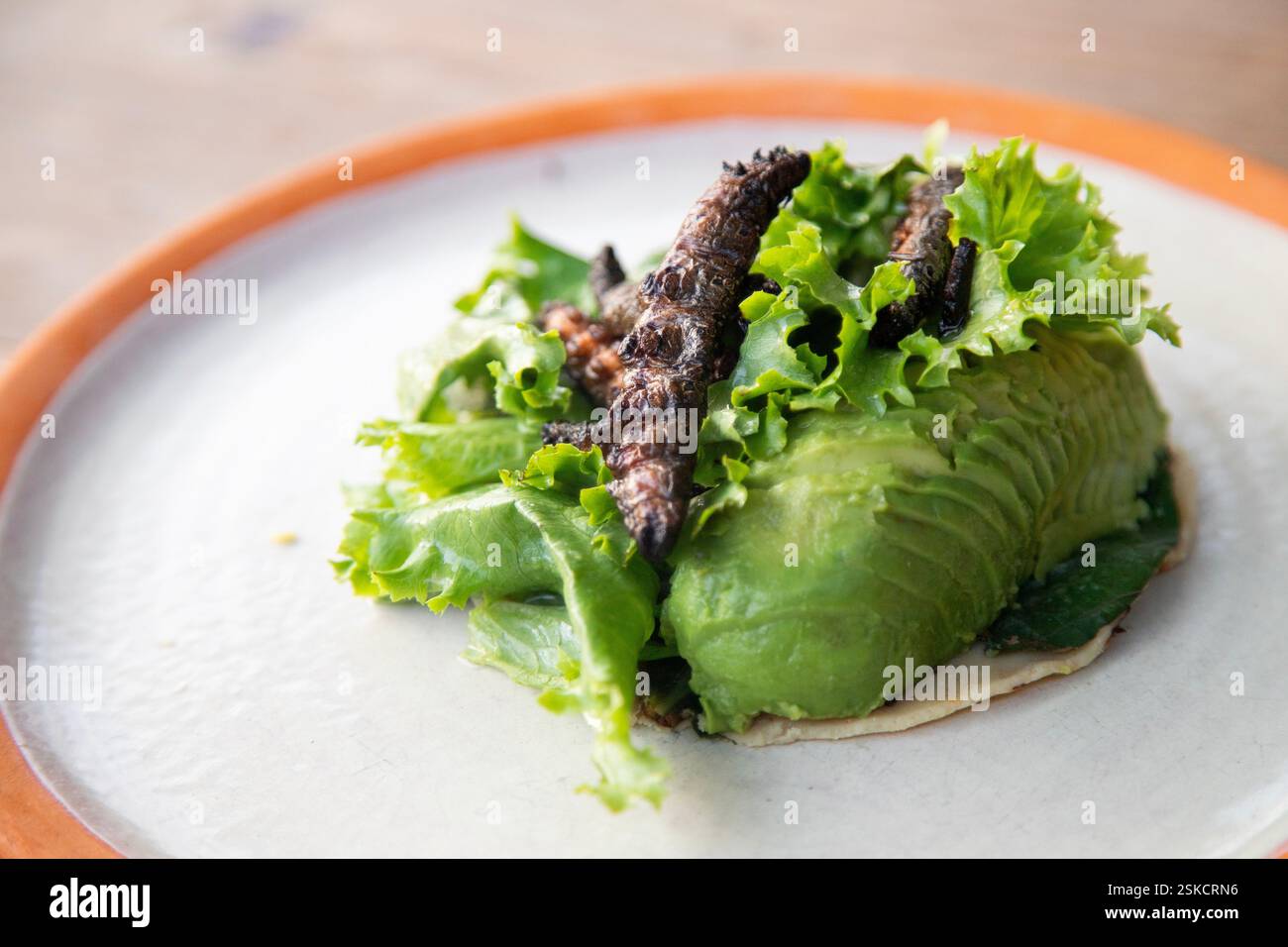 Gourmet Mexican tacos from Oaxaca with avocado and cuchamá worm, a ...