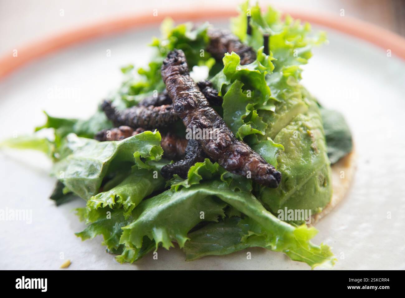 Gourmet Mexican tacos from Oaxaca with avocado and cuchamá worm, a ...