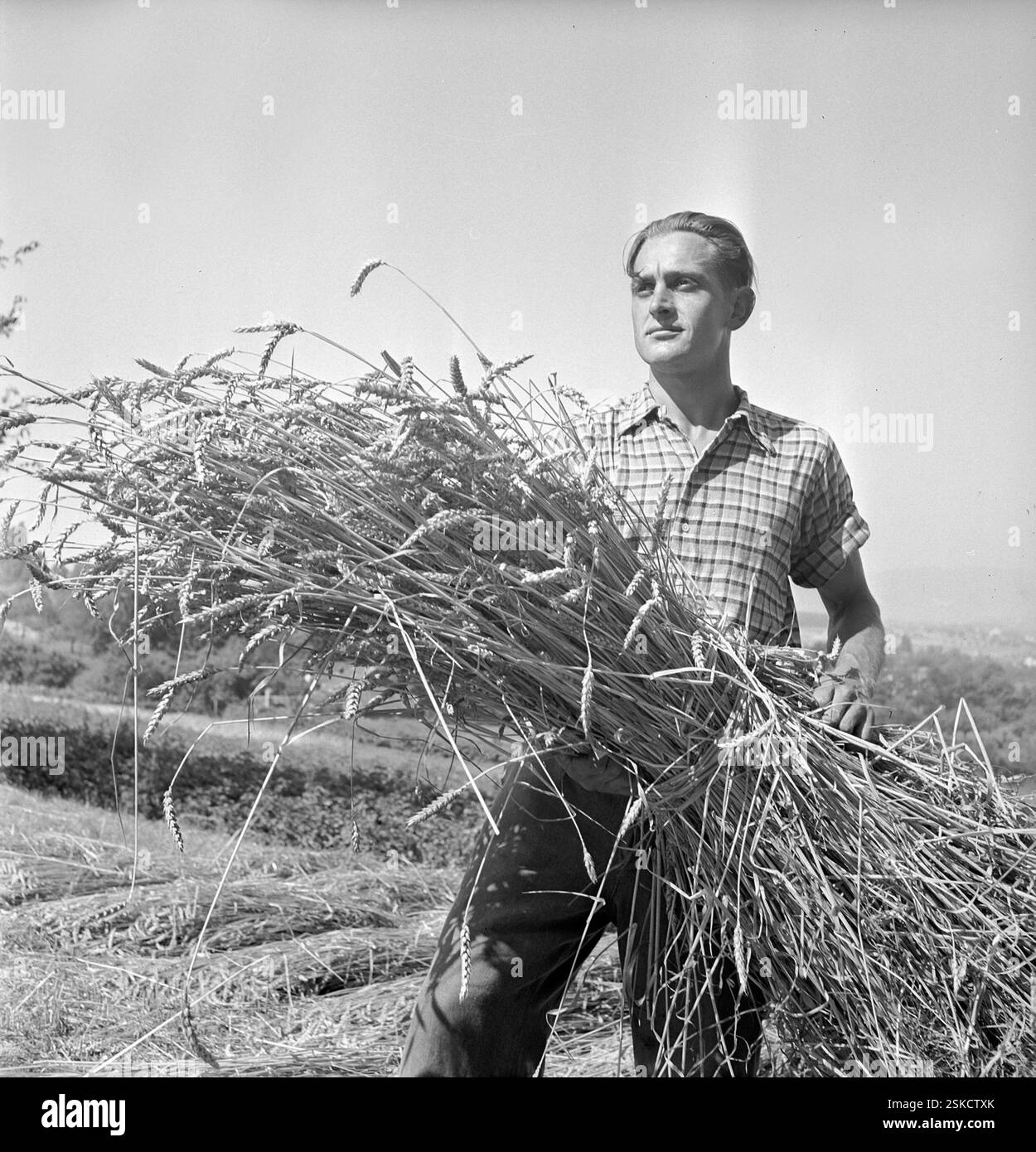 Getreideernte an der Bauernprüfung in Bülach 1945#Corn harvest at ...