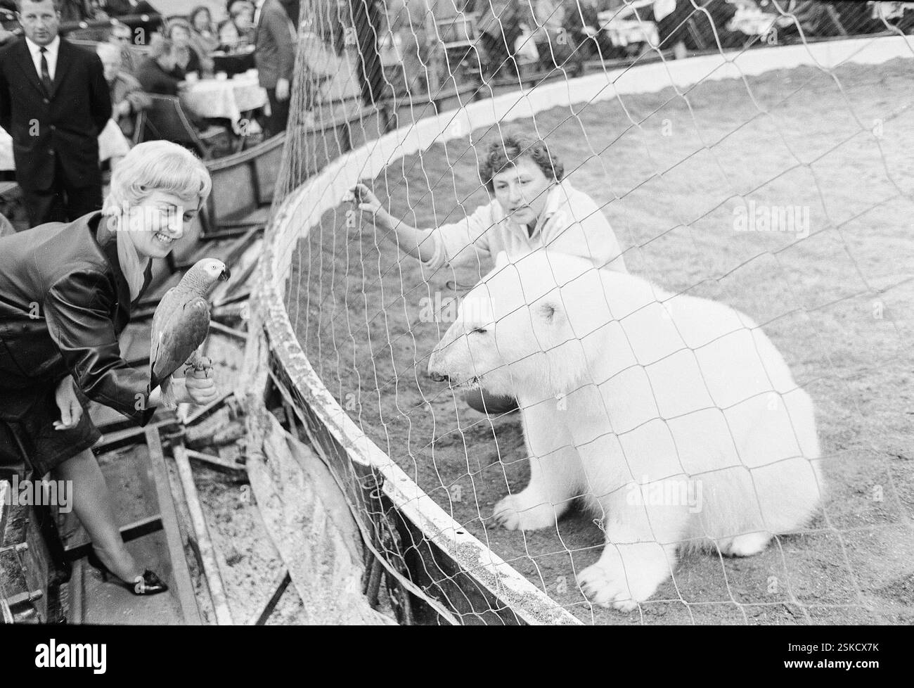 Presse-Cocktail im Zirkus Knie;Polareisbär "Godt Haab"--- Liliane ...