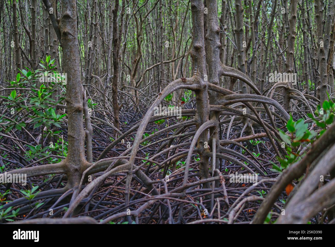The density of mangrove trees in the mangrove forest. Layers of ...