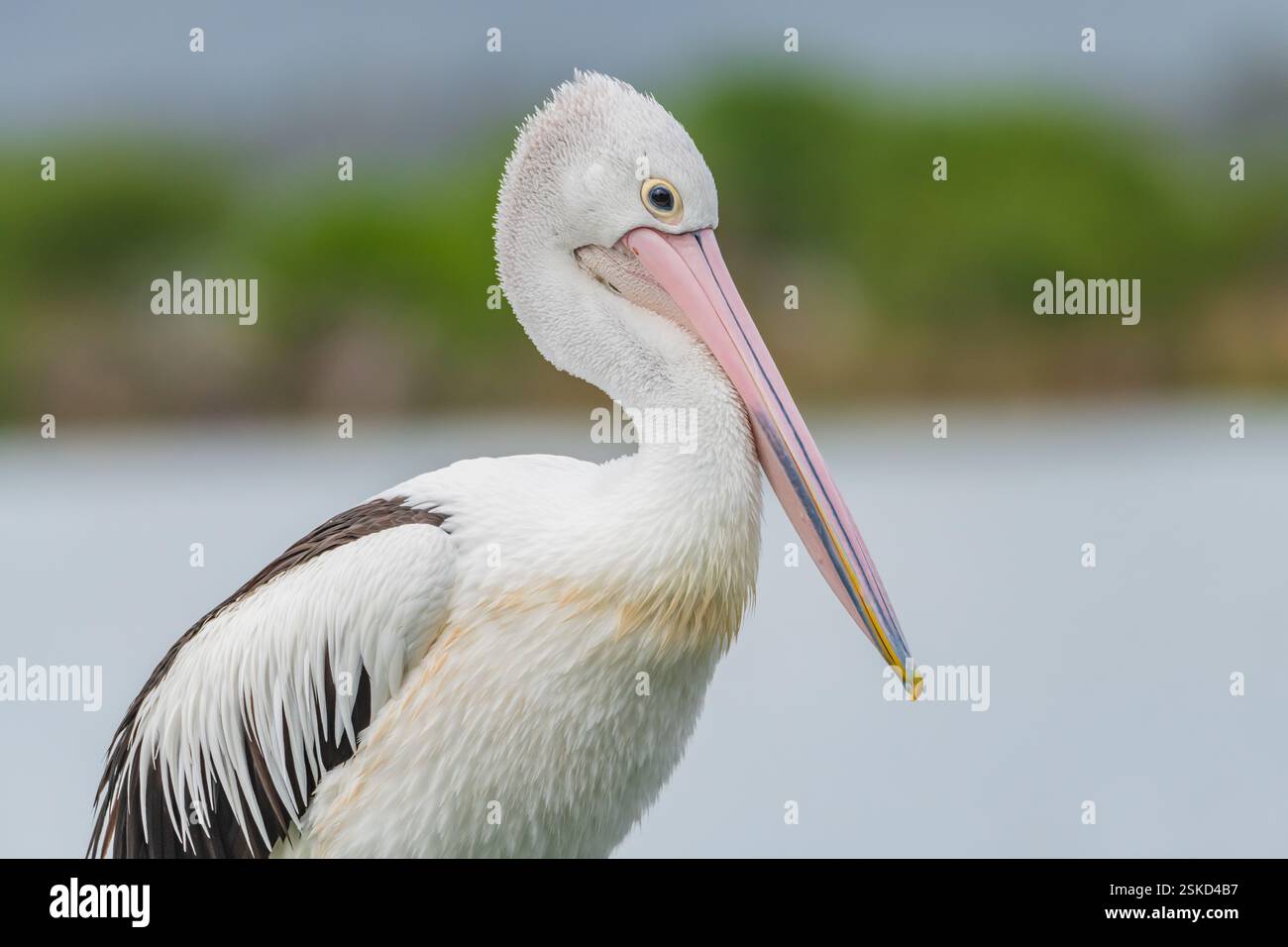 Pelican on a mooring at Mallacoota Inlet foreshore in Mallacoota ...