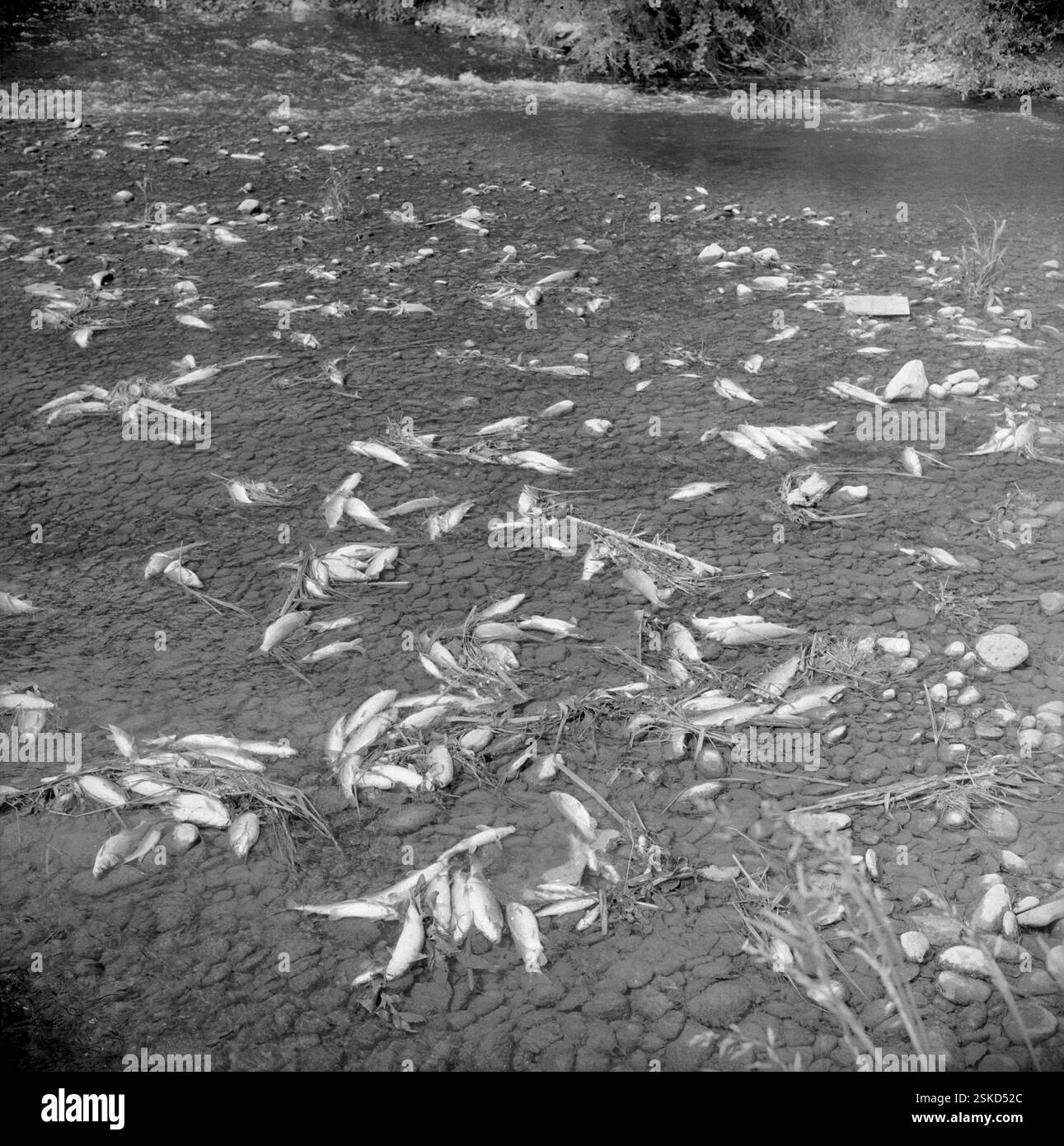 Der fische Black and White Stock Photos & Images - Alamy