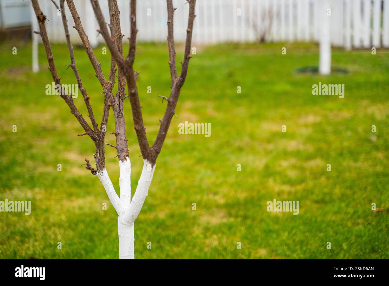 The tree is treated with white liquid. A well-groomed garden with fruit ...