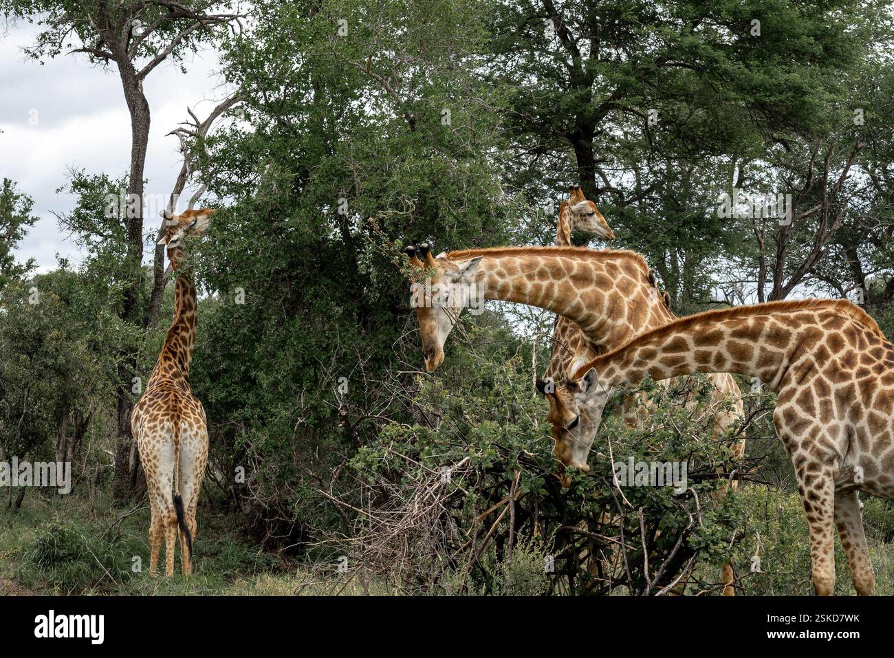 Four African giraffes eat leaves from a bush. animals in the wild ...