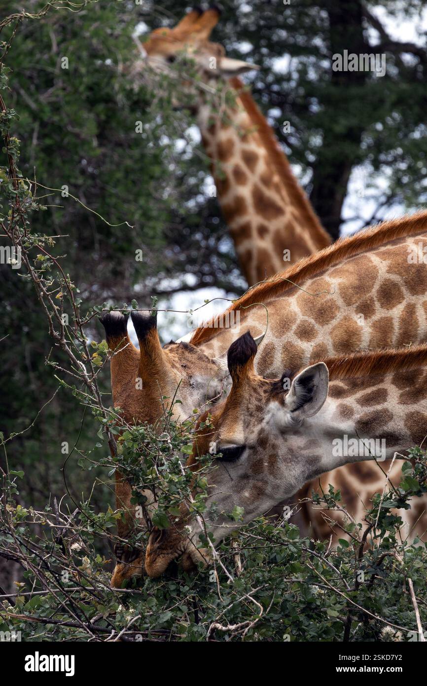 Three African giraffes eat leaves from a bush. animals in the wild ...