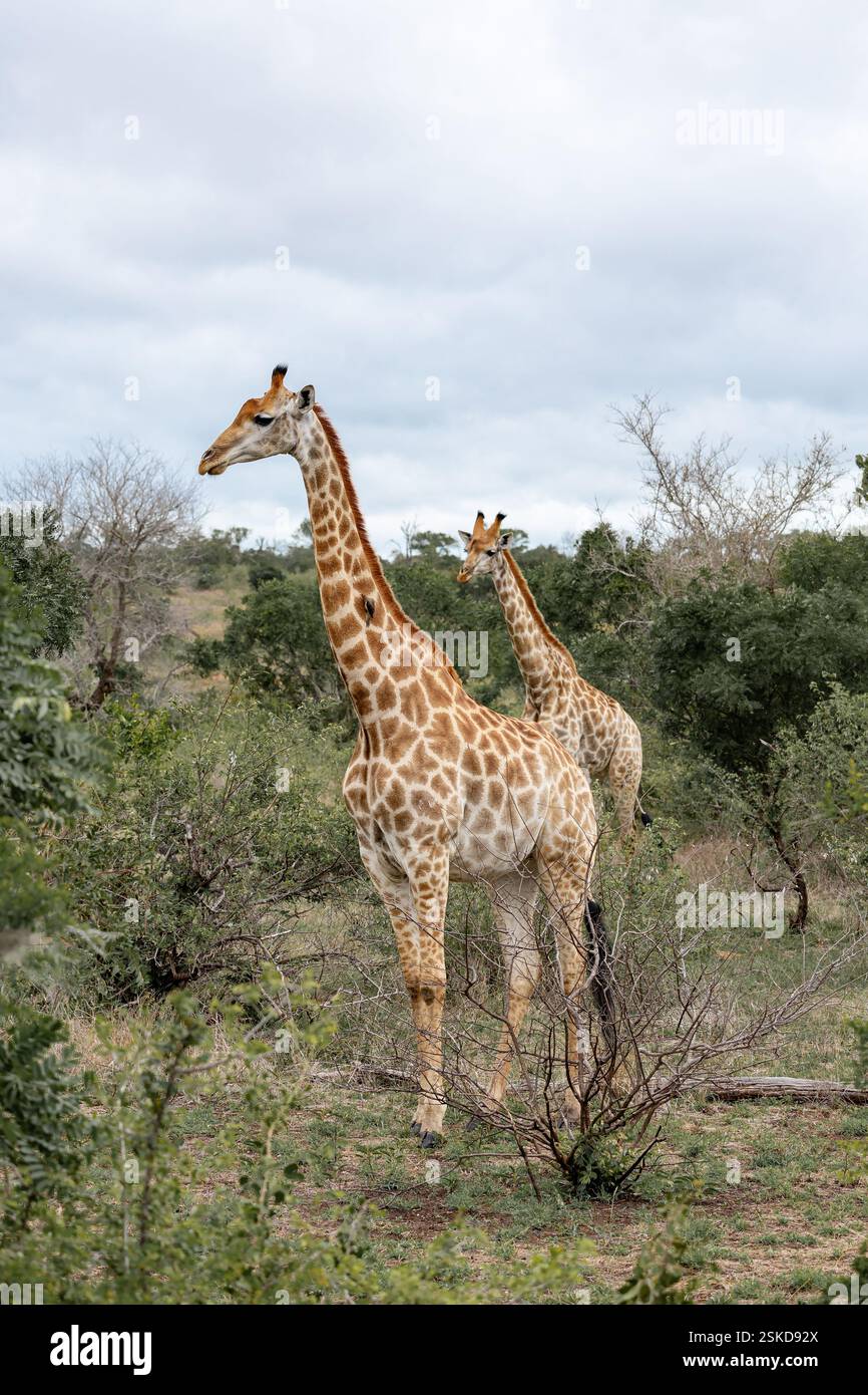 Two giraffes walks through the savannah in South Africa. Kruger ...