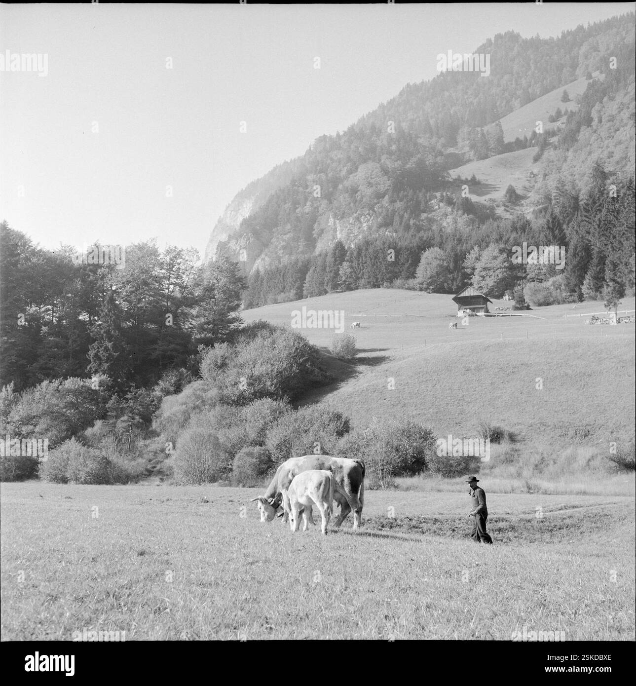 Herbststimmung in den Bergen, Bauer mit Kuh und Kalb, 1958#Autumn mood ...