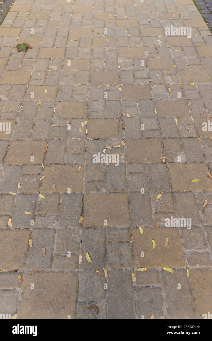 modern pavement street made of concrete tiles, leaves fallen in autumn ...