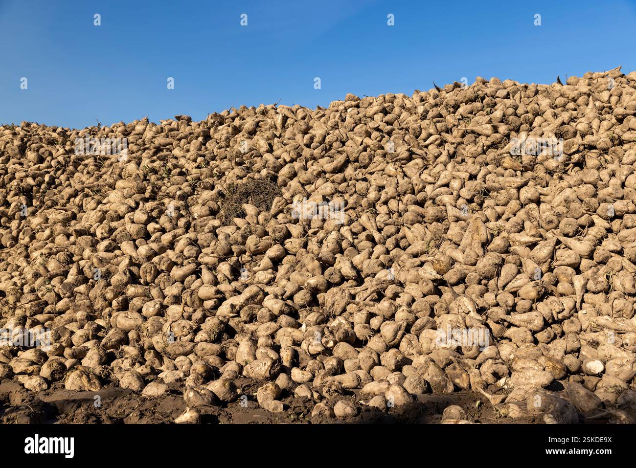 a large amount of sugar beet after harvesting and preparation of beet ...