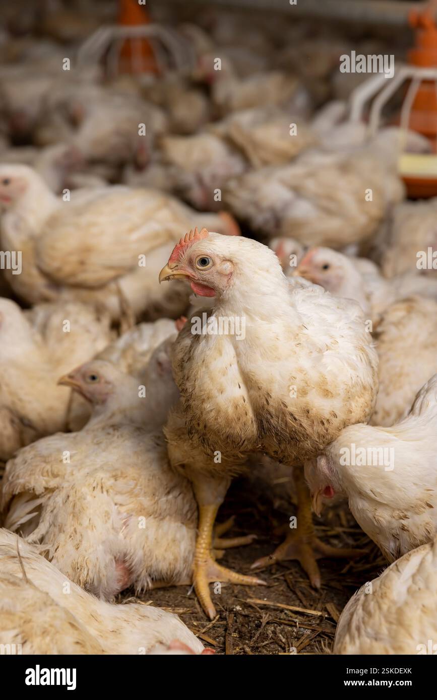 Fat well feed hi-res stock photography and images - Alamy