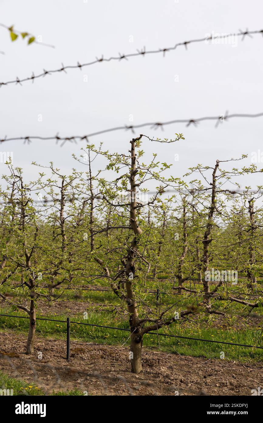 fenced with barbed wire apple orchard in cloudy weather, growing apples ...