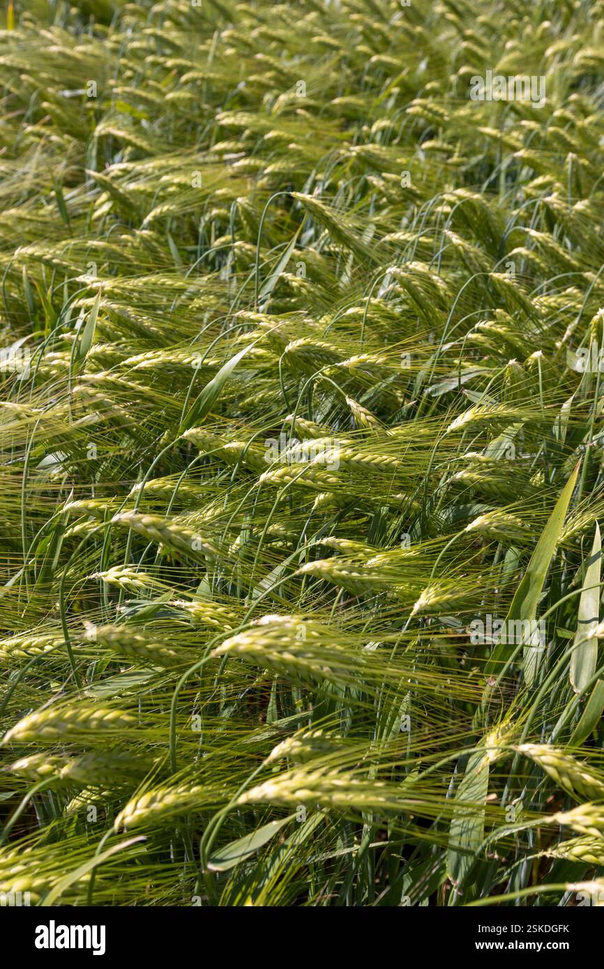 a field where rye grows, the cultivation of grain varieties of rye for ...